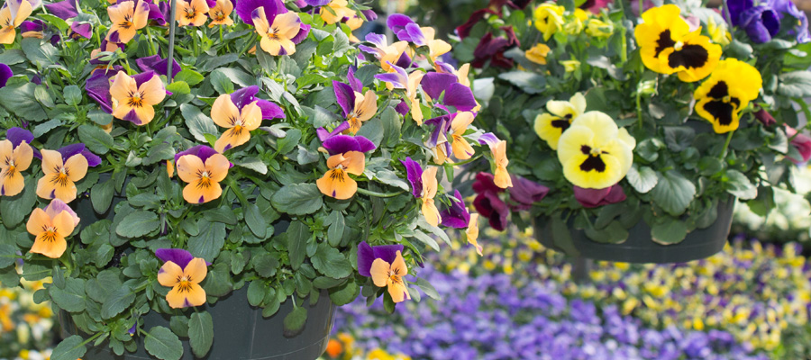 Cavicchio Greenhouses, Inc. :: Understanding Bloom Stages